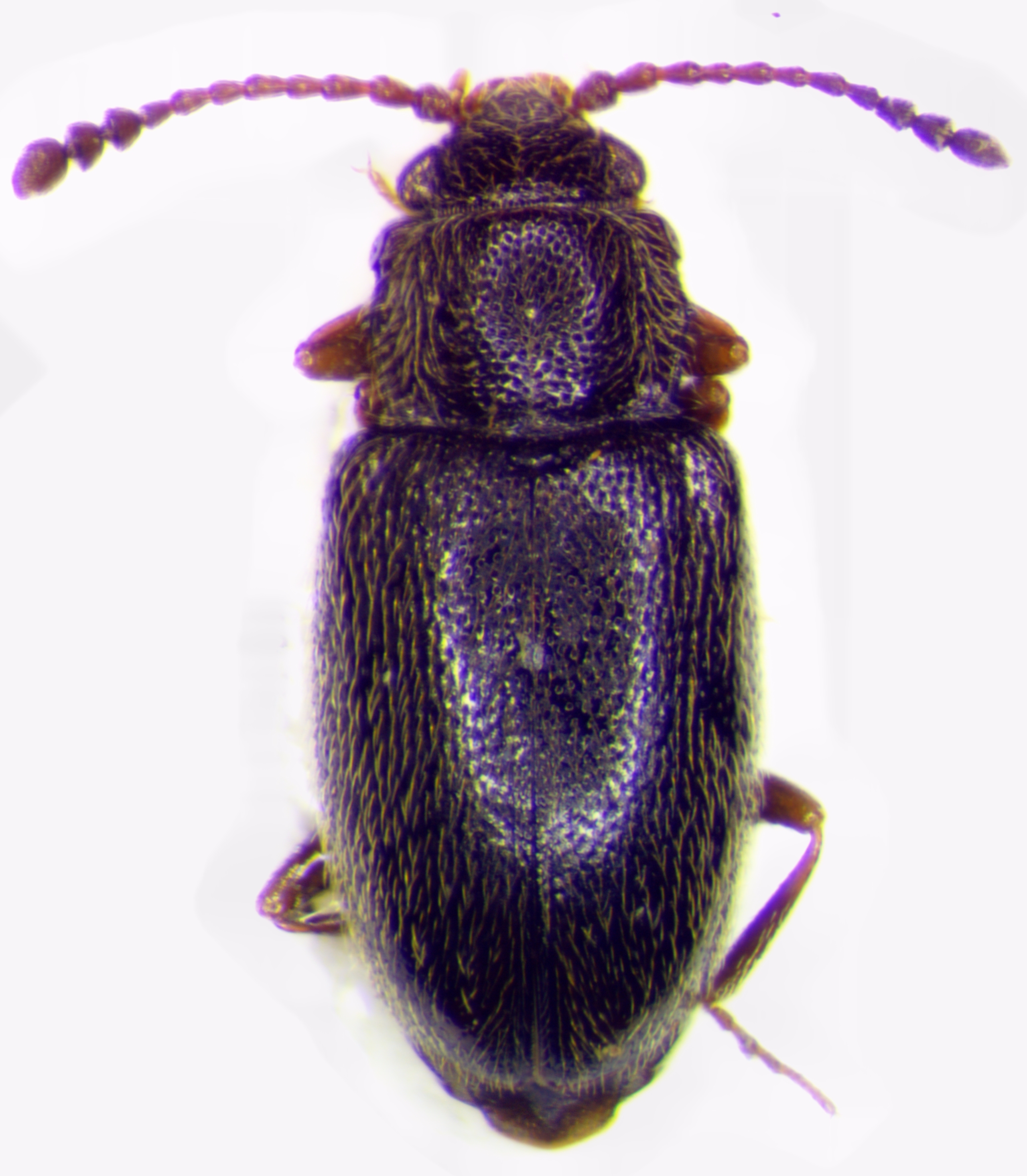 Cryptophagidae - Cryptophagidae (silken fungus beetles)